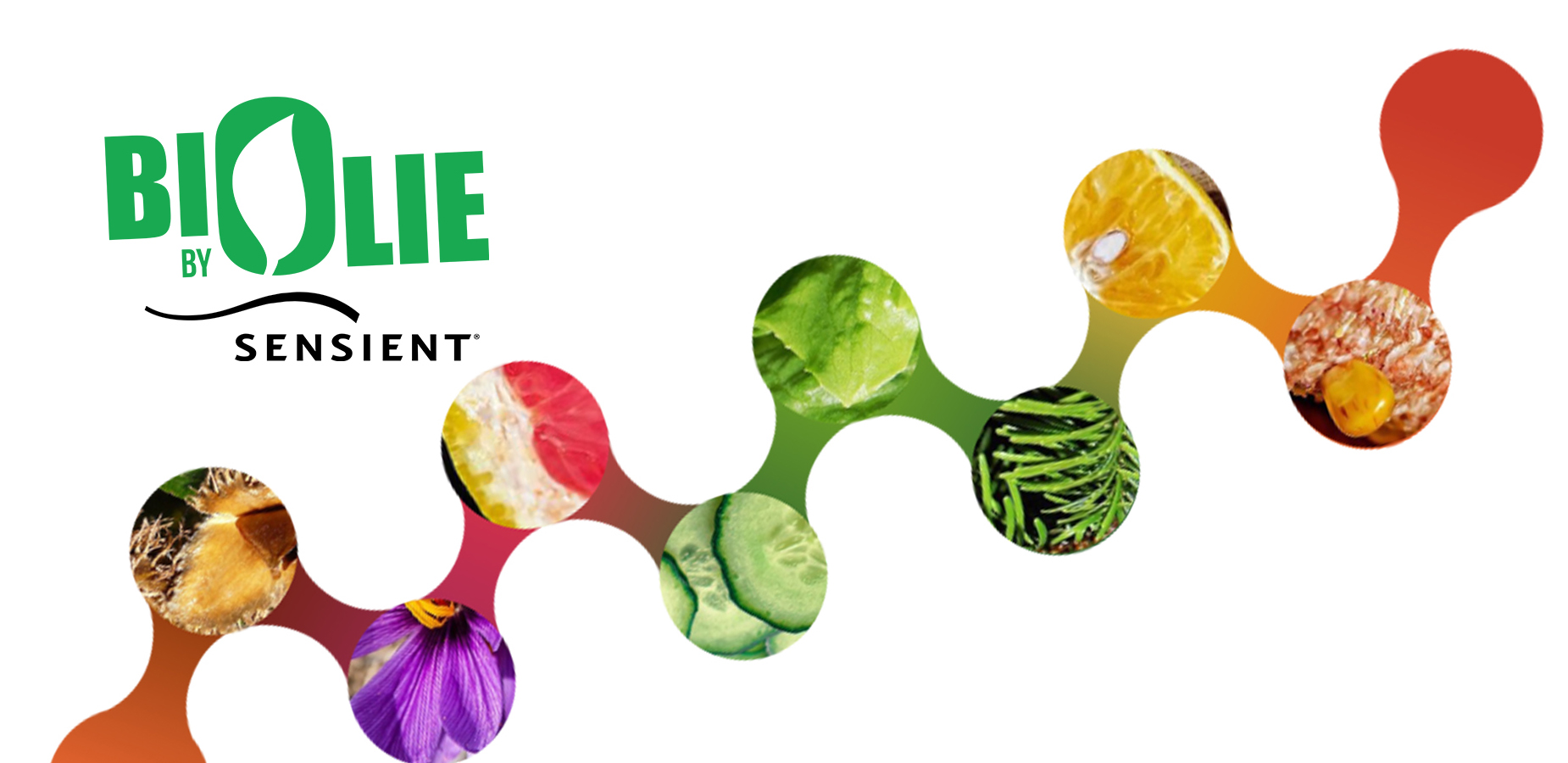 BIOLIE by Sensient: ยกระดับความงามด้วยเทคโนโลยีชีวภาพสีขาว - Sensient ...